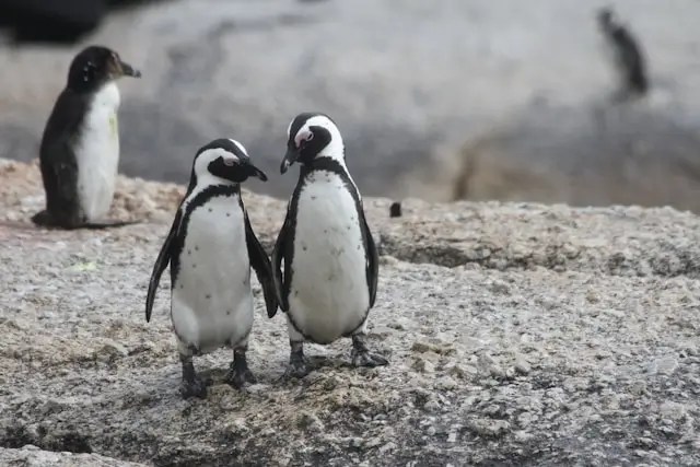 2024 Week 40: Penguins Bond for Life – Earworm